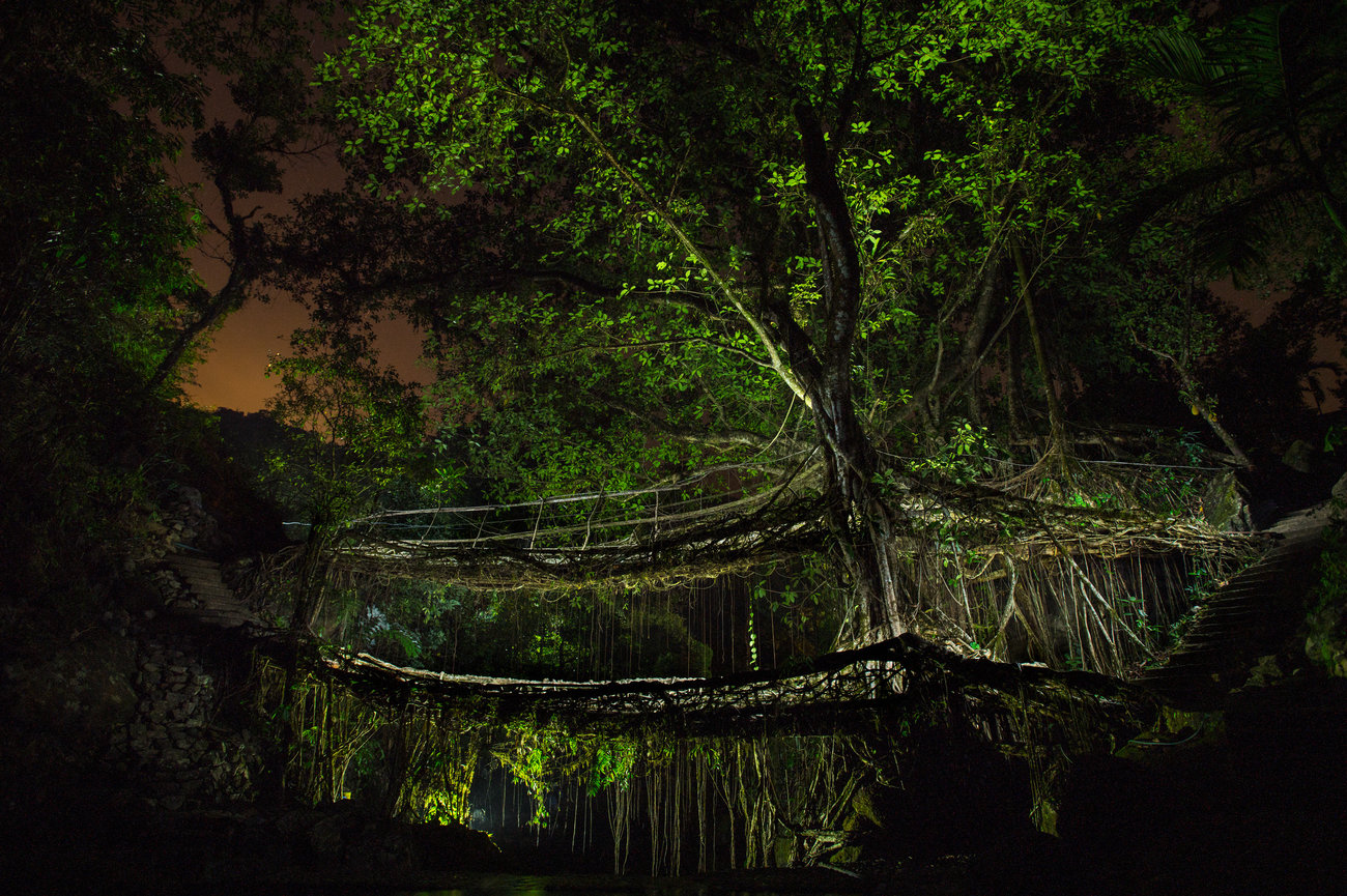 PHOTOS: Living Tree Bridges In A Land Of Clouds - News Without Politics