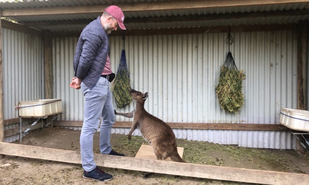 New Study on Human-Kangaroo Communication - News Without Politics